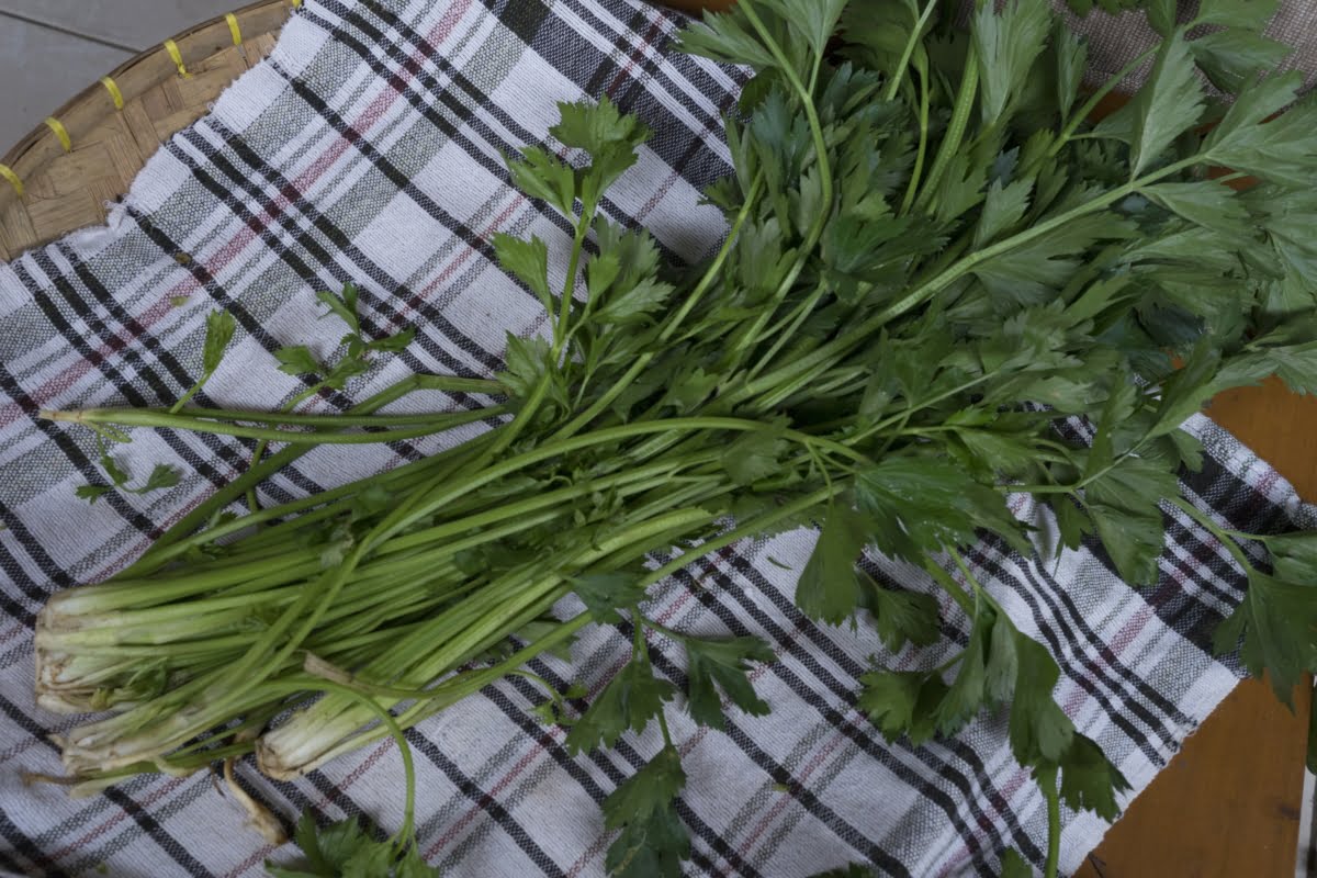 DAUN SELEDRI - SUPPLIER SAYUR DAN BUAH