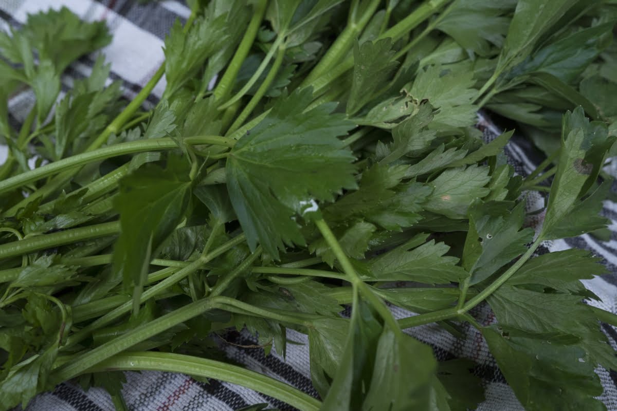DAUN SELEDRI - SUPPLIER SAYUR DAN BUAH