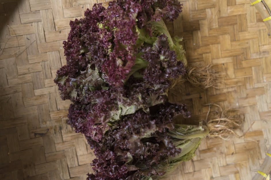 SELADA MERAH KONVENSIONAL