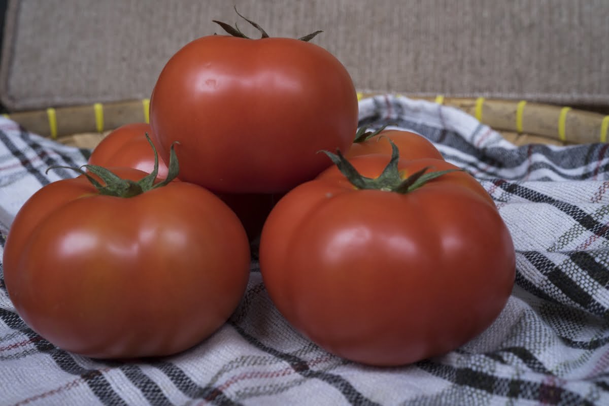 TOMAT BEEF - SUPPLIER SAYUR DAN BUAH