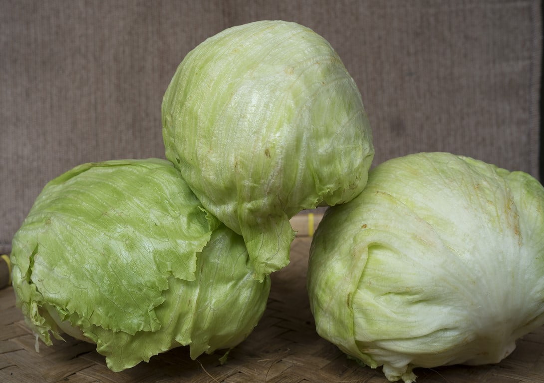 HEAD LETTUCE - SUPPLIER SAYUR DAN BUAH